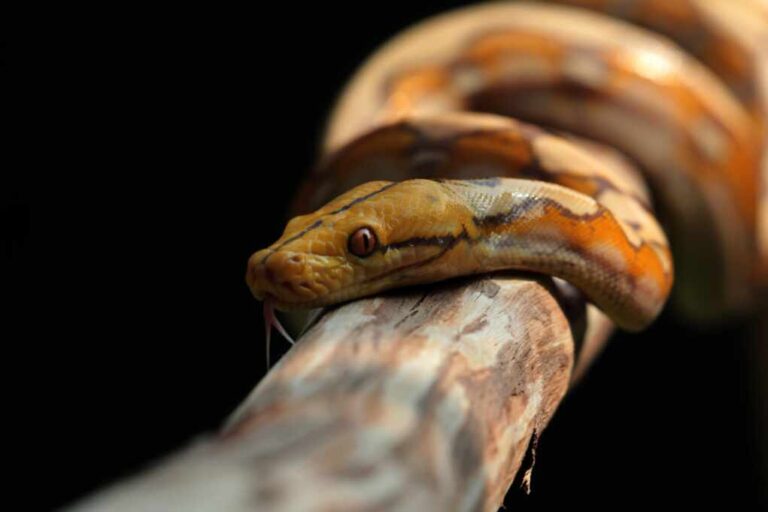 Wildlife Trafficking Scandal: 200 Animals Seized | Republican Post